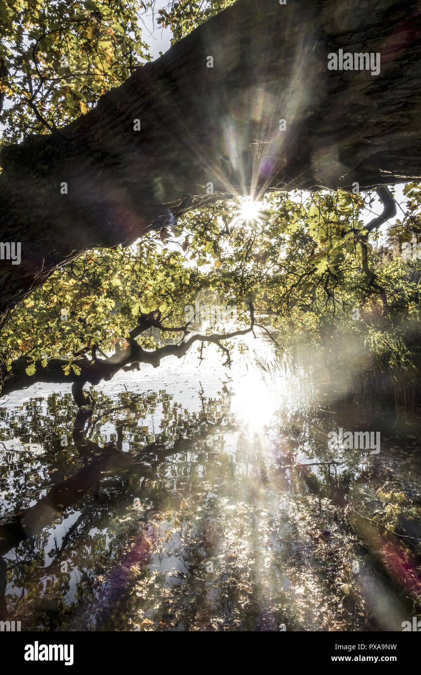Old Oak Tree, Quercus, UNESCO World Heritage Site, Landscape Garden of ...