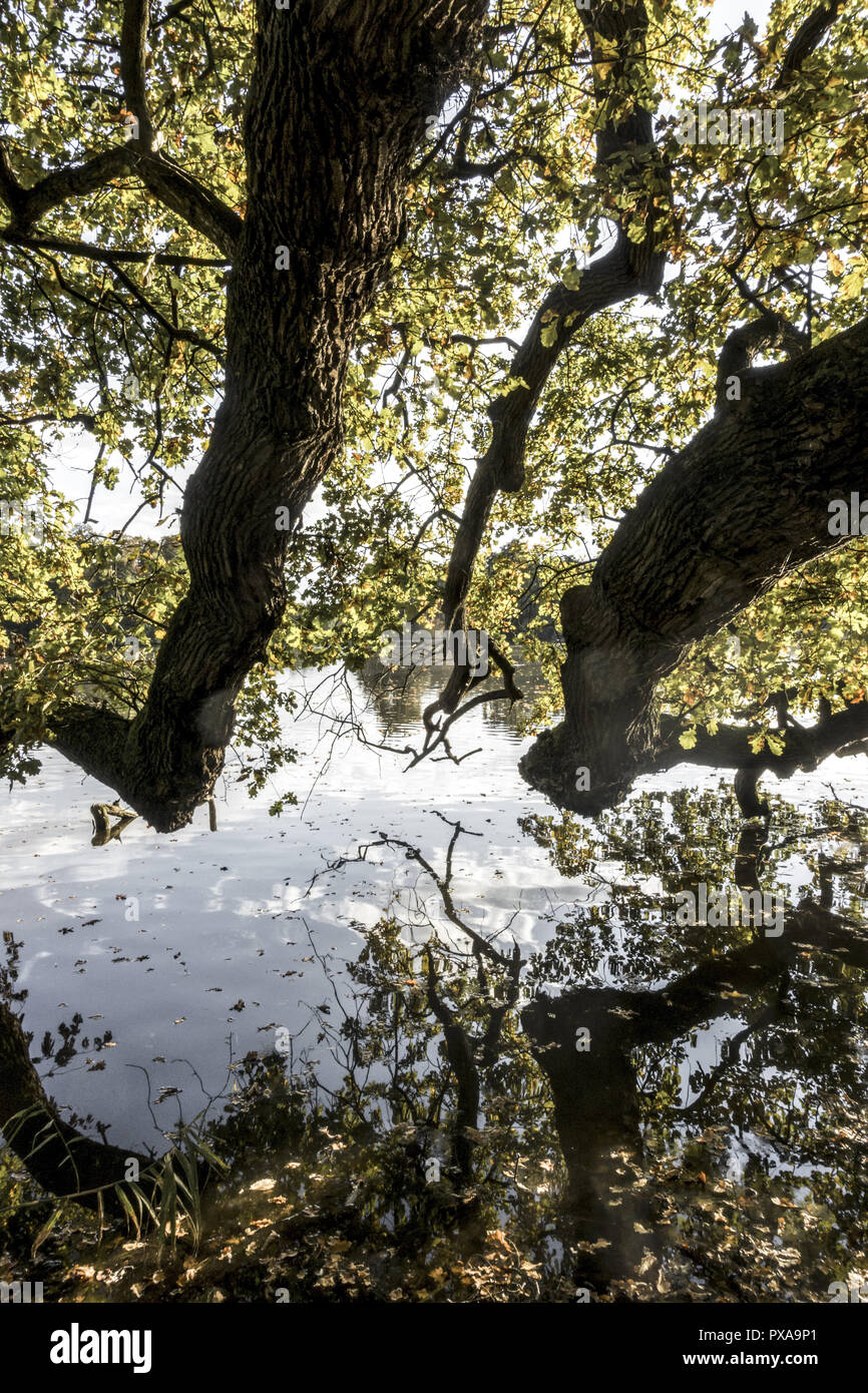 Old Oak Tree, Quercus, UNESCO World Heritage Site, Landscape Garden of ...
