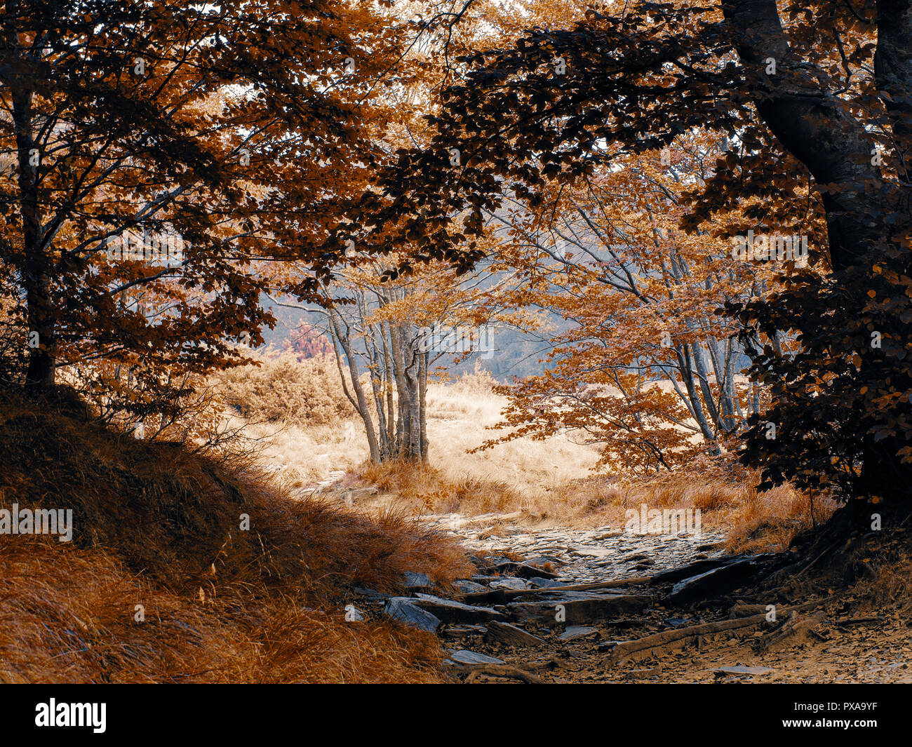 Autumn, fall, path leading to woodland clearing. Filtered image. Europe ...