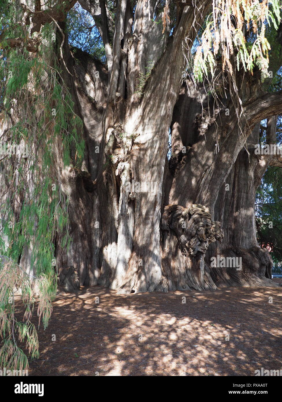 Montezuma cypress tree mexico city hi-res stock photography and images ...