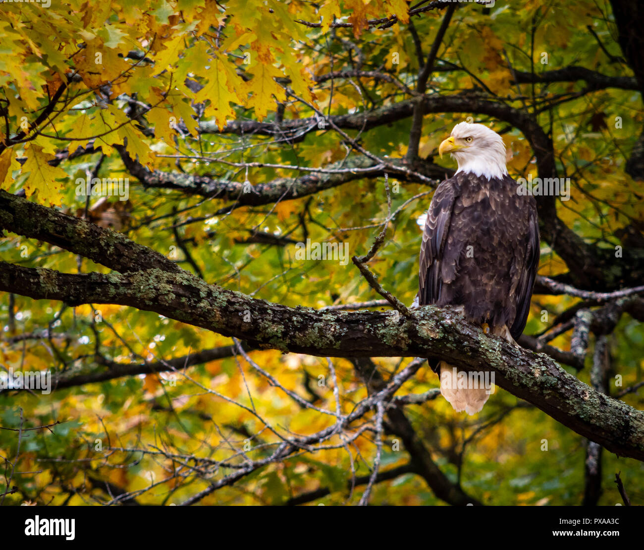 Eagle In Fall Oak Tree Stock Photo - Alamy