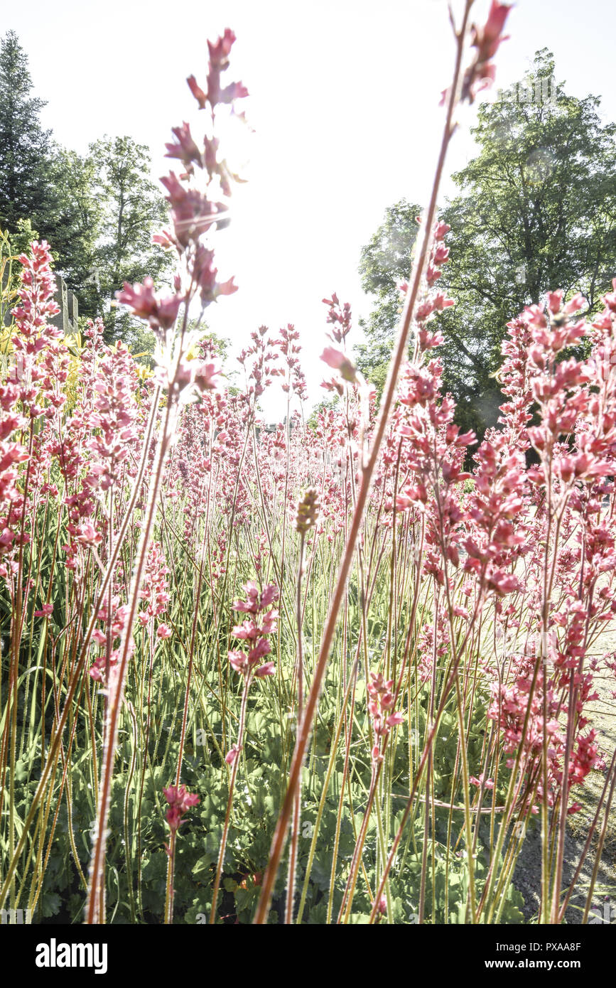 Pink garden flowers, Czech Republic, Southern Bohemia, Hluboka nad ...
