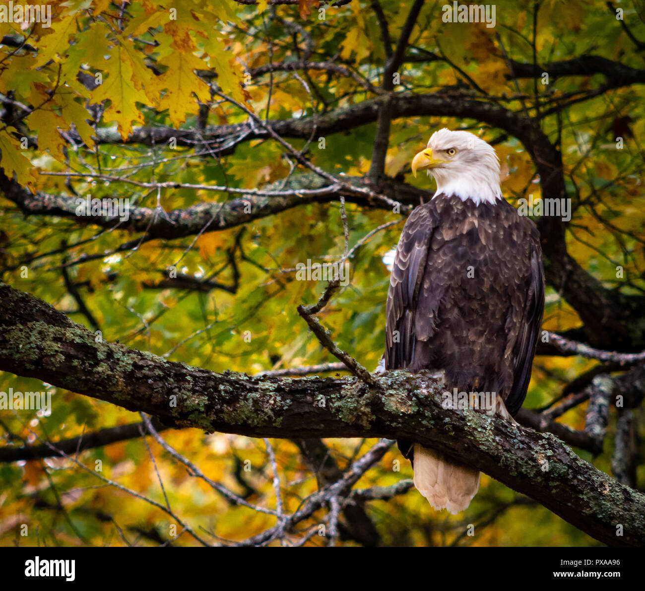 Eagle In Fall Oak Tree Close Stock Photo - Alamy