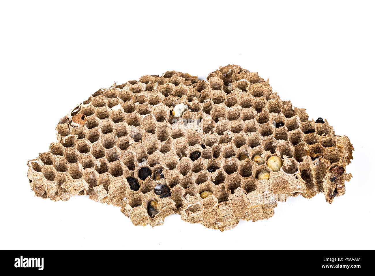 Close up of asian hornet wasp nest honeycombed insect macro with larva ...