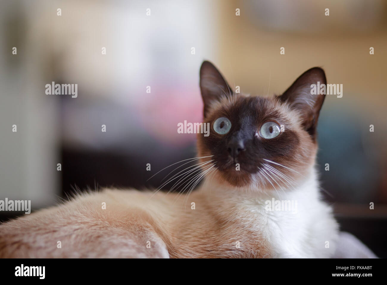 Cat with eyes wide open hi-res stock photography and images - Alamy