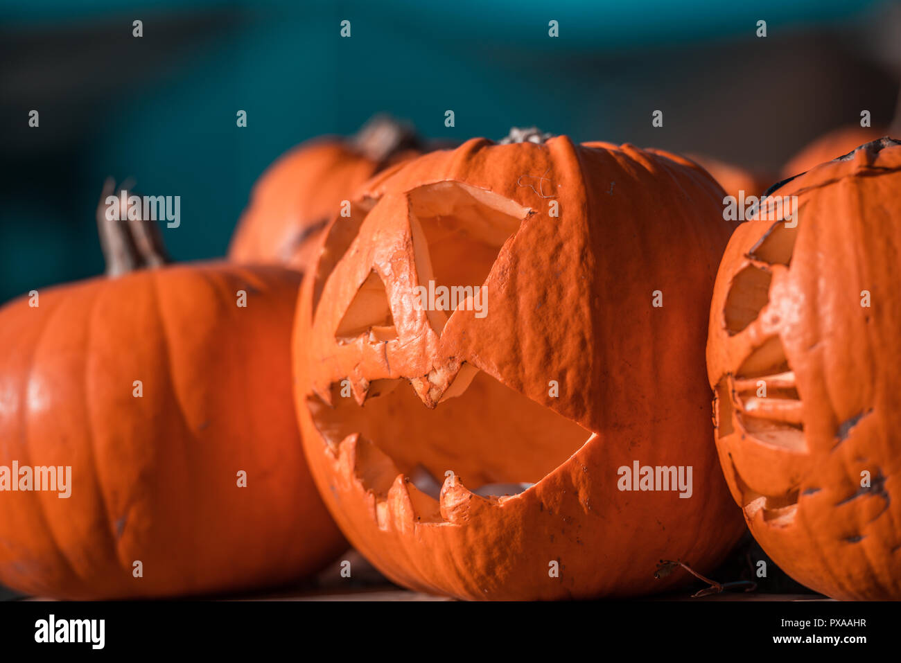 Halloween Pumpkin in an autumn still life carving and cutting in the ...