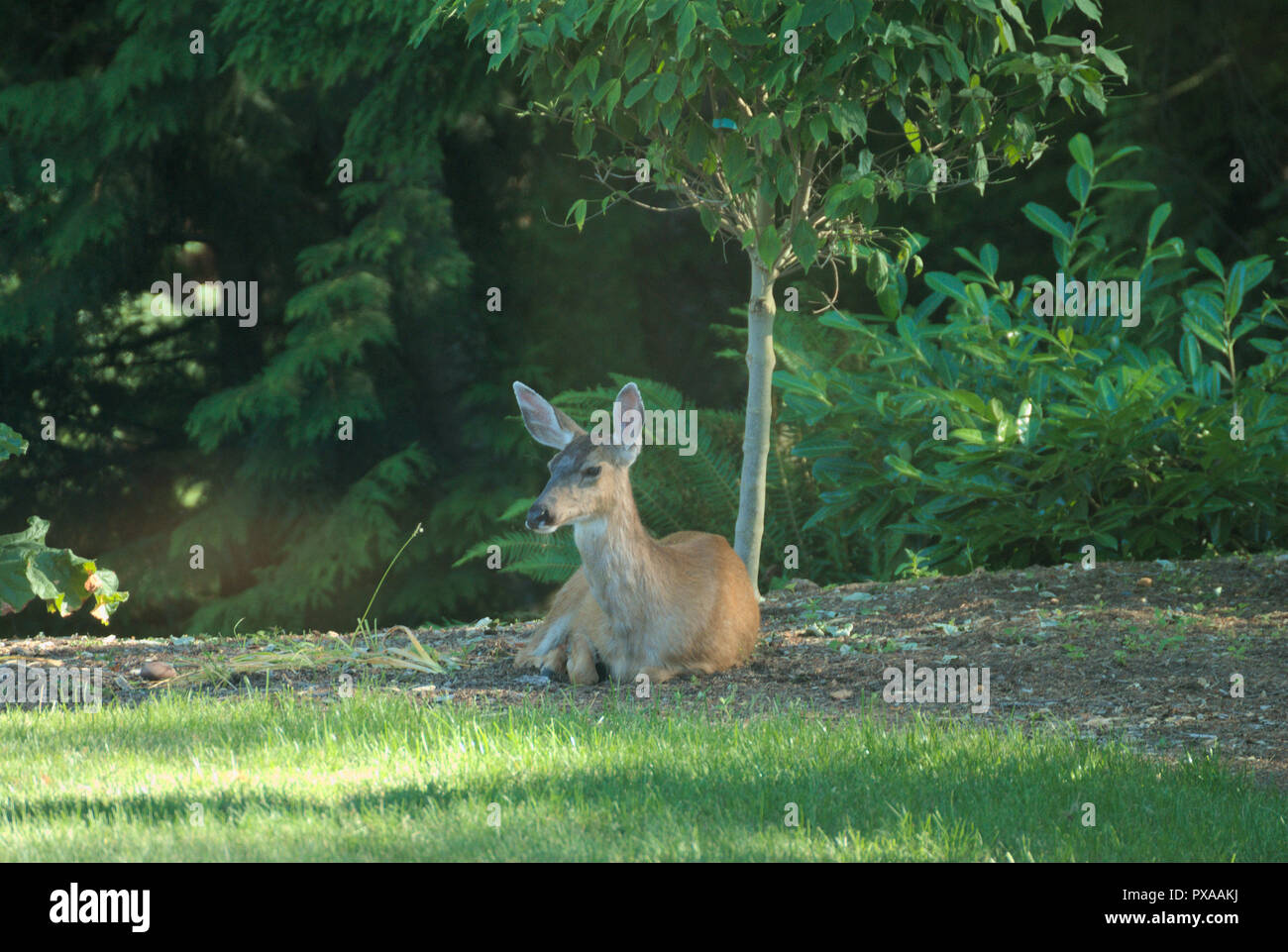 Black tailed deer garden hi-res stock photography and images - Alamy