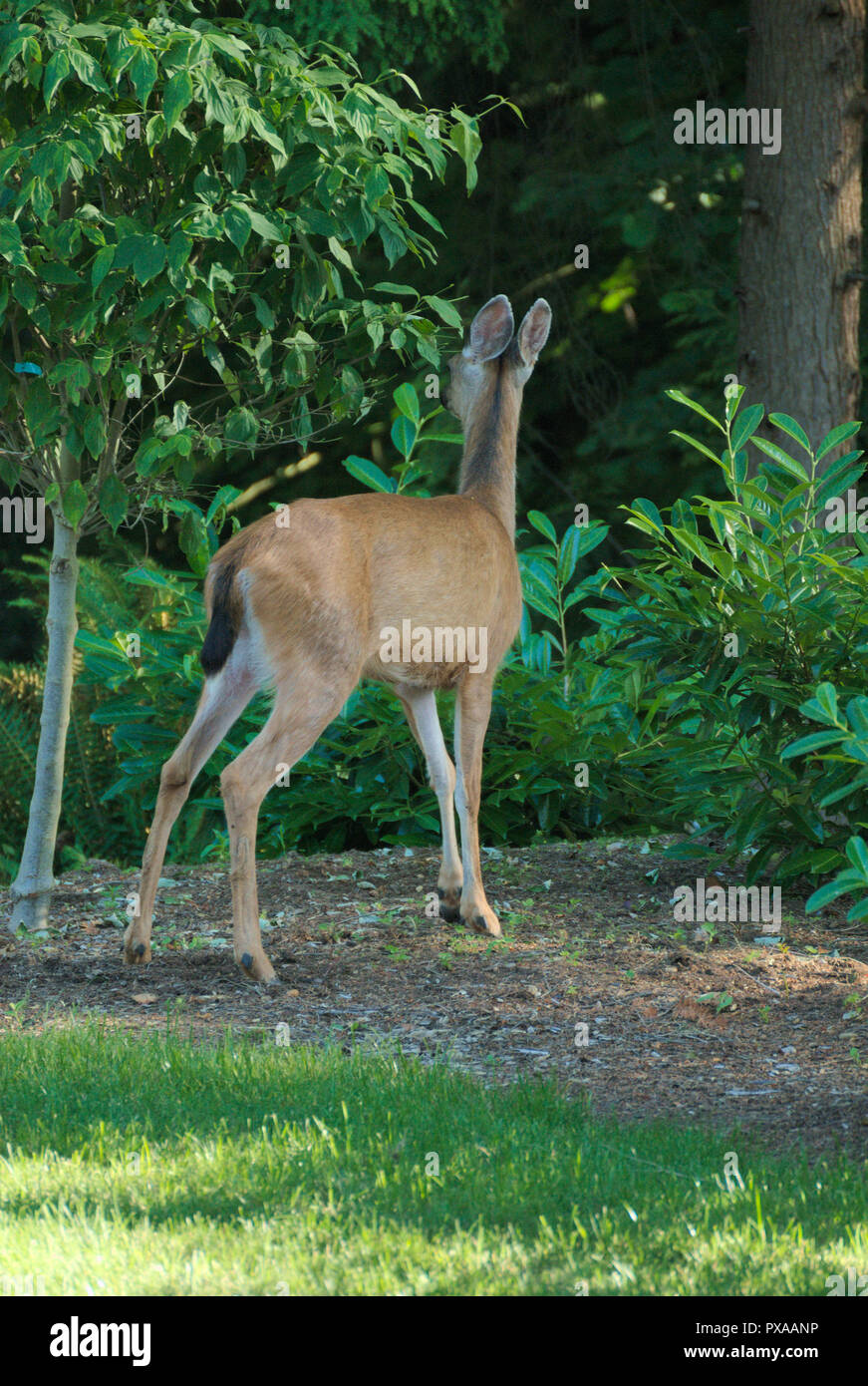 Black tailed deer garden hi-res stock photography and images - Alamy