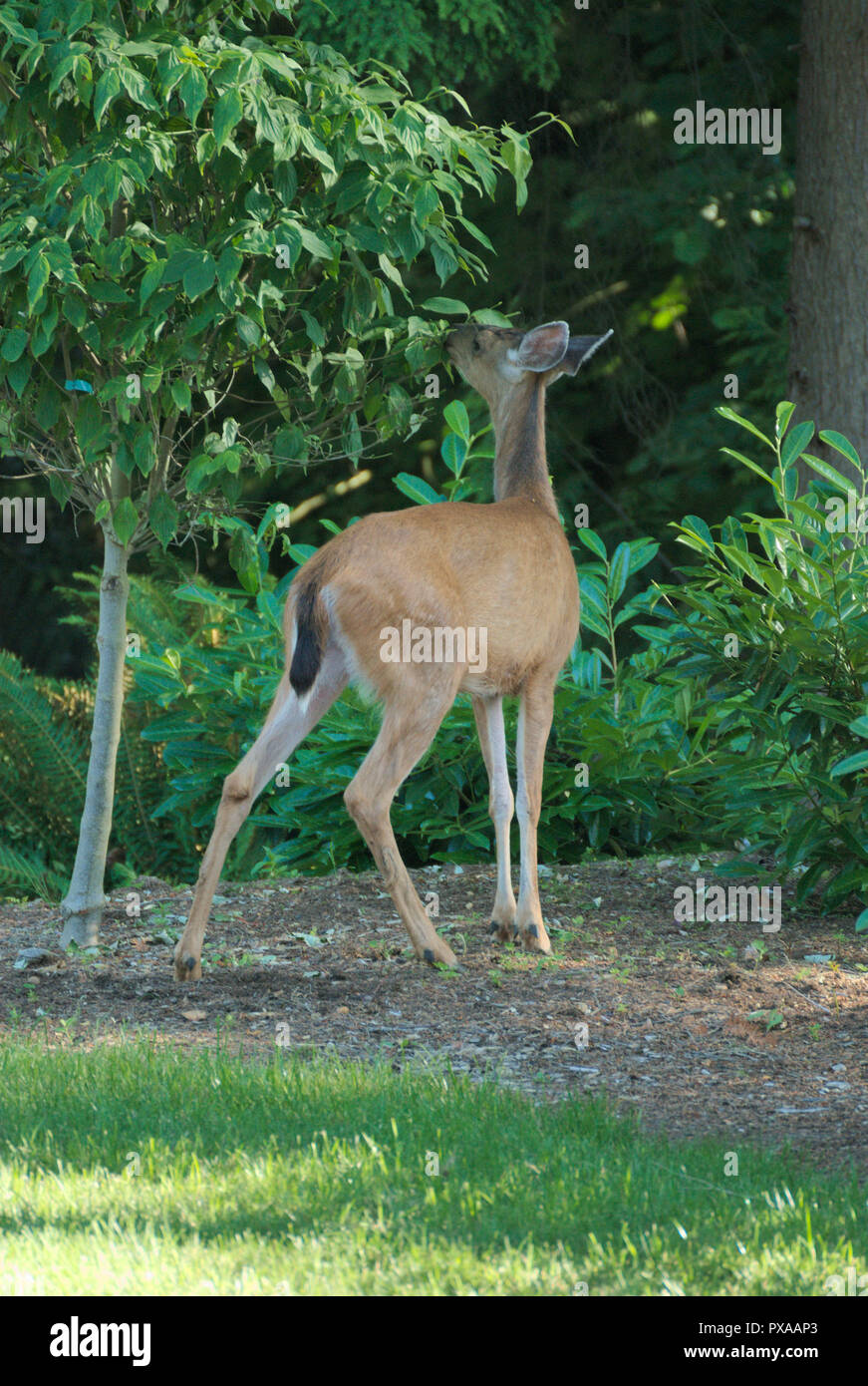 Deer garden british columbia hi-res stock photography and images - Alamy