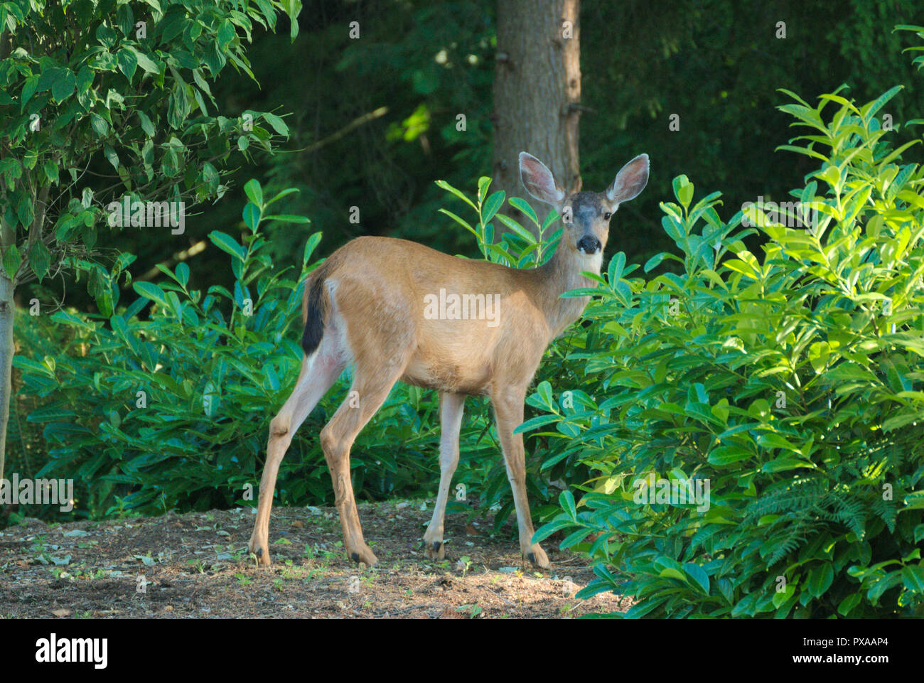 Black tailed deer garden hi-res stock photography and images - Alamy