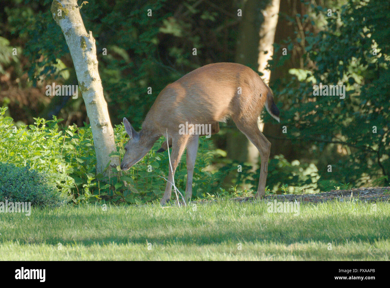 Black tailed deer garden hi-res stock photography and images - Alamy