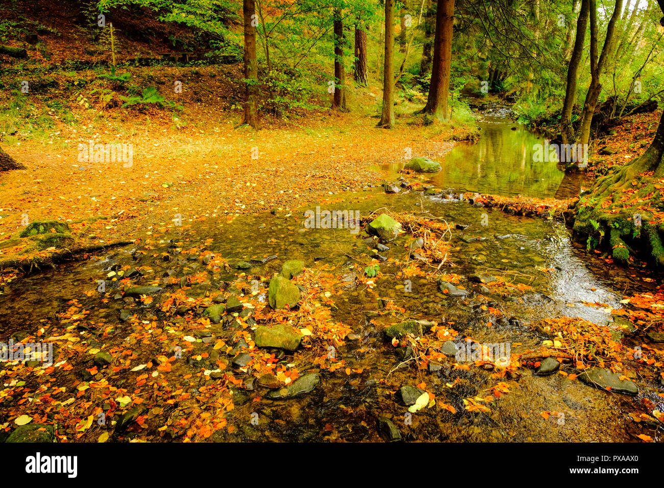 A stream in Cardrona Forest, Scottish Borders with autumn colour Stock ...