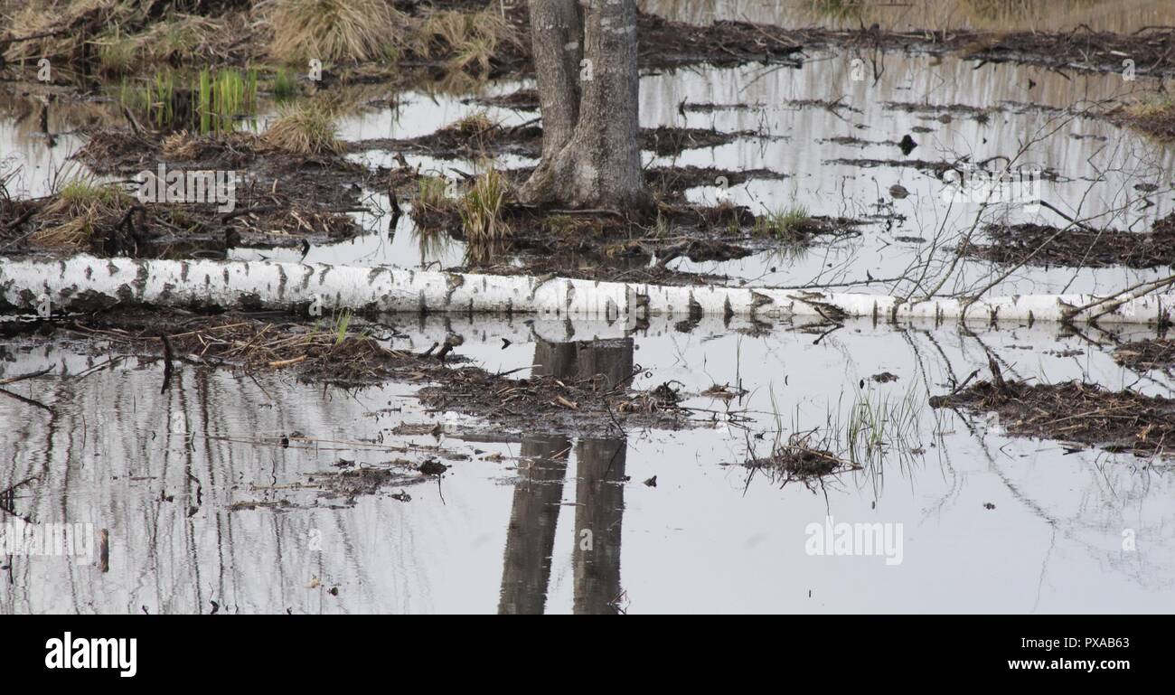 swamp pond reflections with birch tree Stock Photo - Alamy