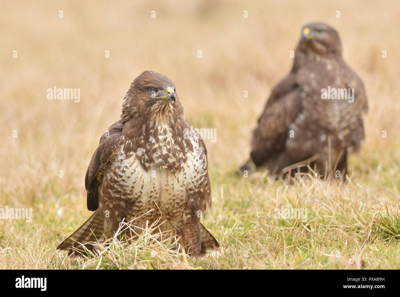 Mice buzzard hi-res stock photography and images - Alamy