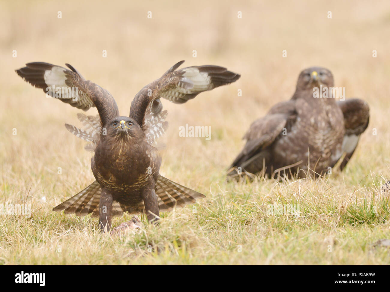 Mice buzzard hi-res stock photography and images - Alamy