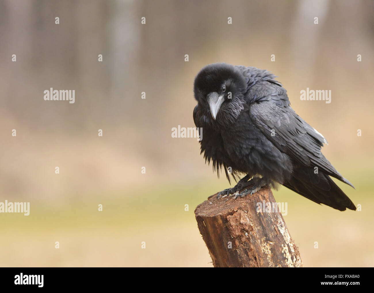 Raven sitting on the branch Stock Photo - Alamy