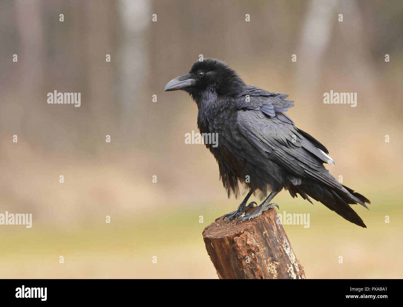 Raven sitting on the branch Stock Photo - Alamy