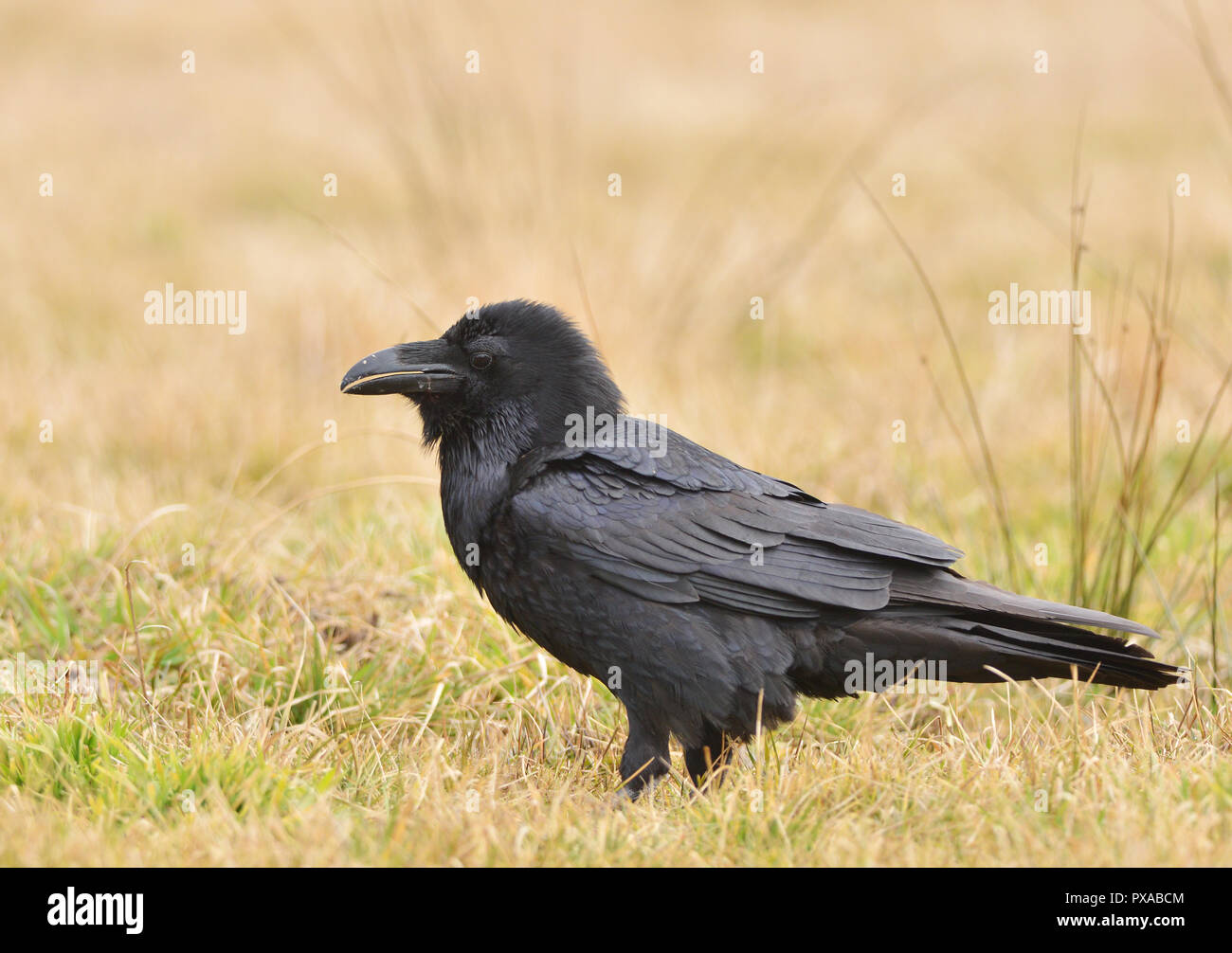 Raven sitting on snow hi-res stock photography and images - Alamy