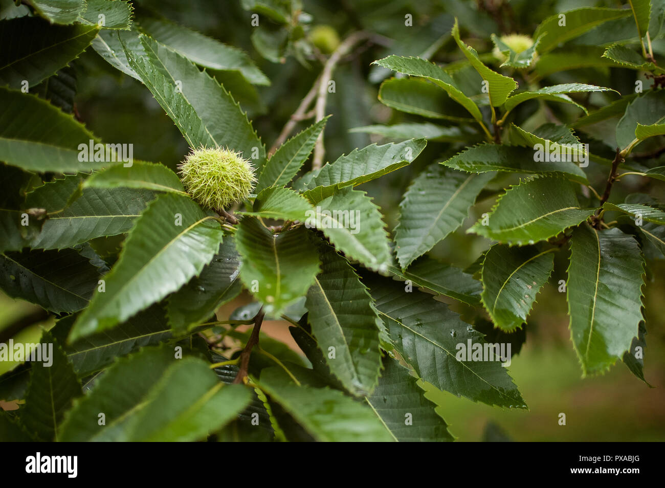 Edible chestnut in its prickly shell, fallen from the tree to the ...