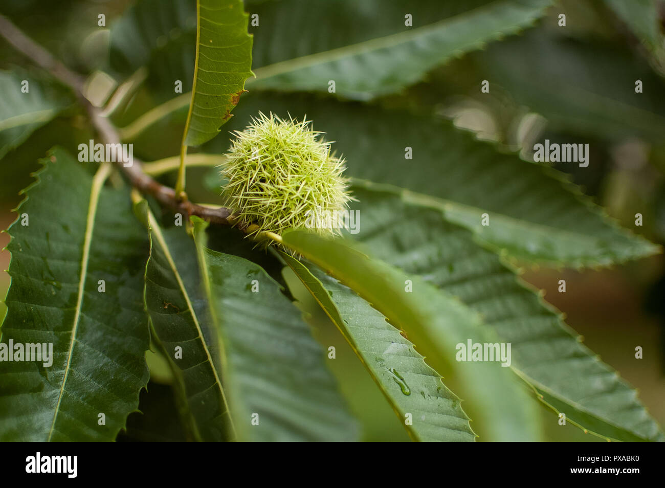 Edible chestnut in its prickly shell, fallen from the tree to the ...