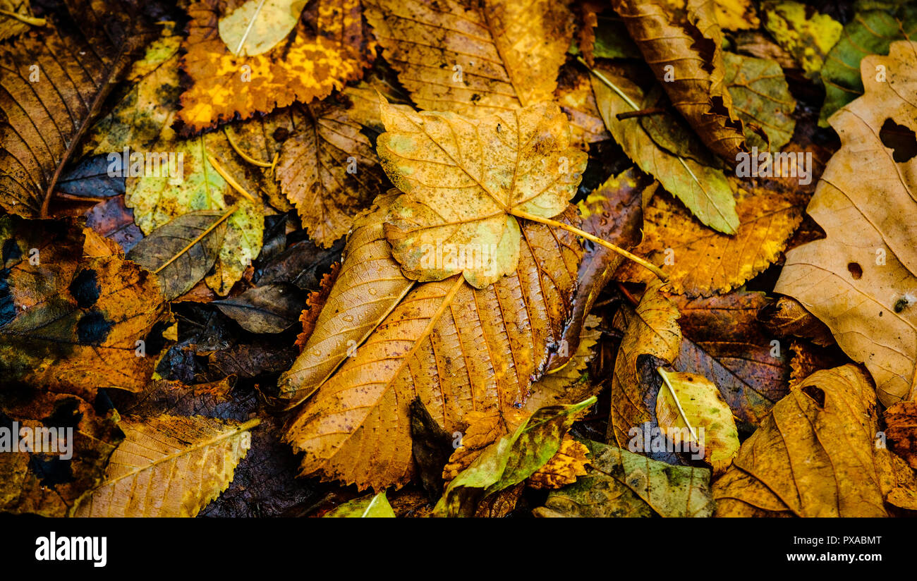 Cardrona forest hi-res stock photography and images - Alamy