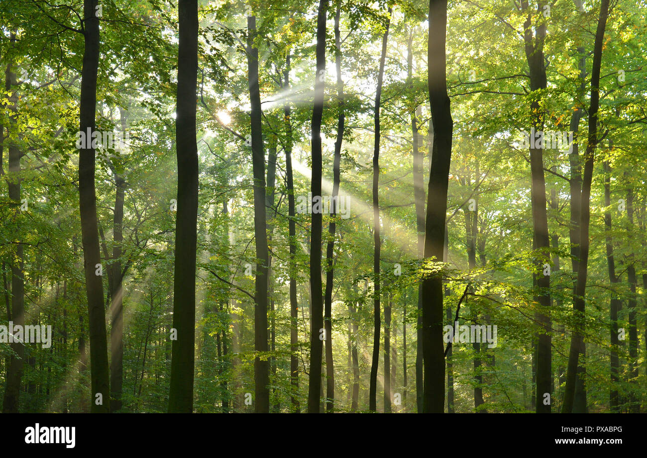 Sunbeams in green forest hi-res stock photography and images - Alamy
