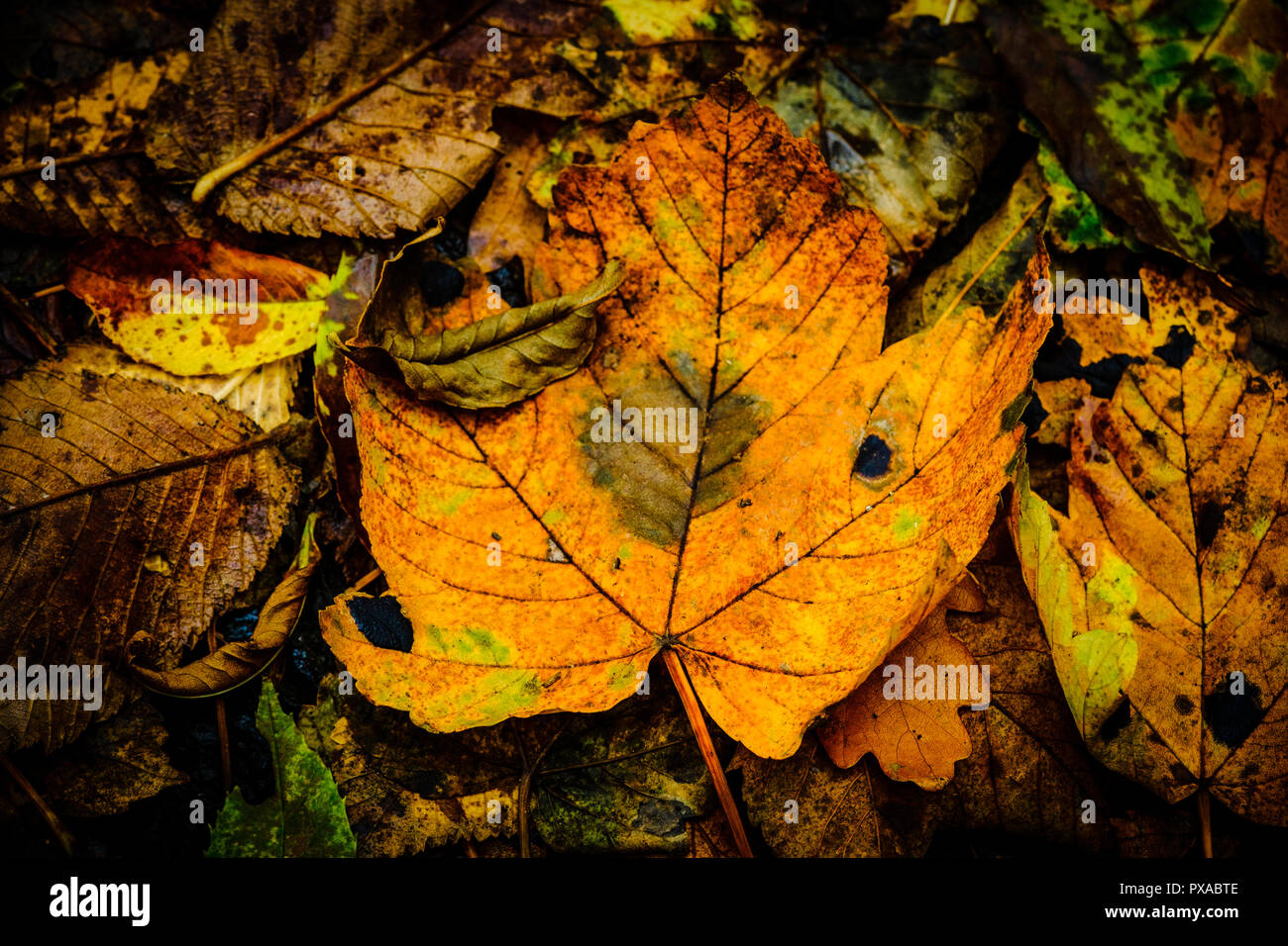 Cardrona forest hi-res stock photography and images - Alamy