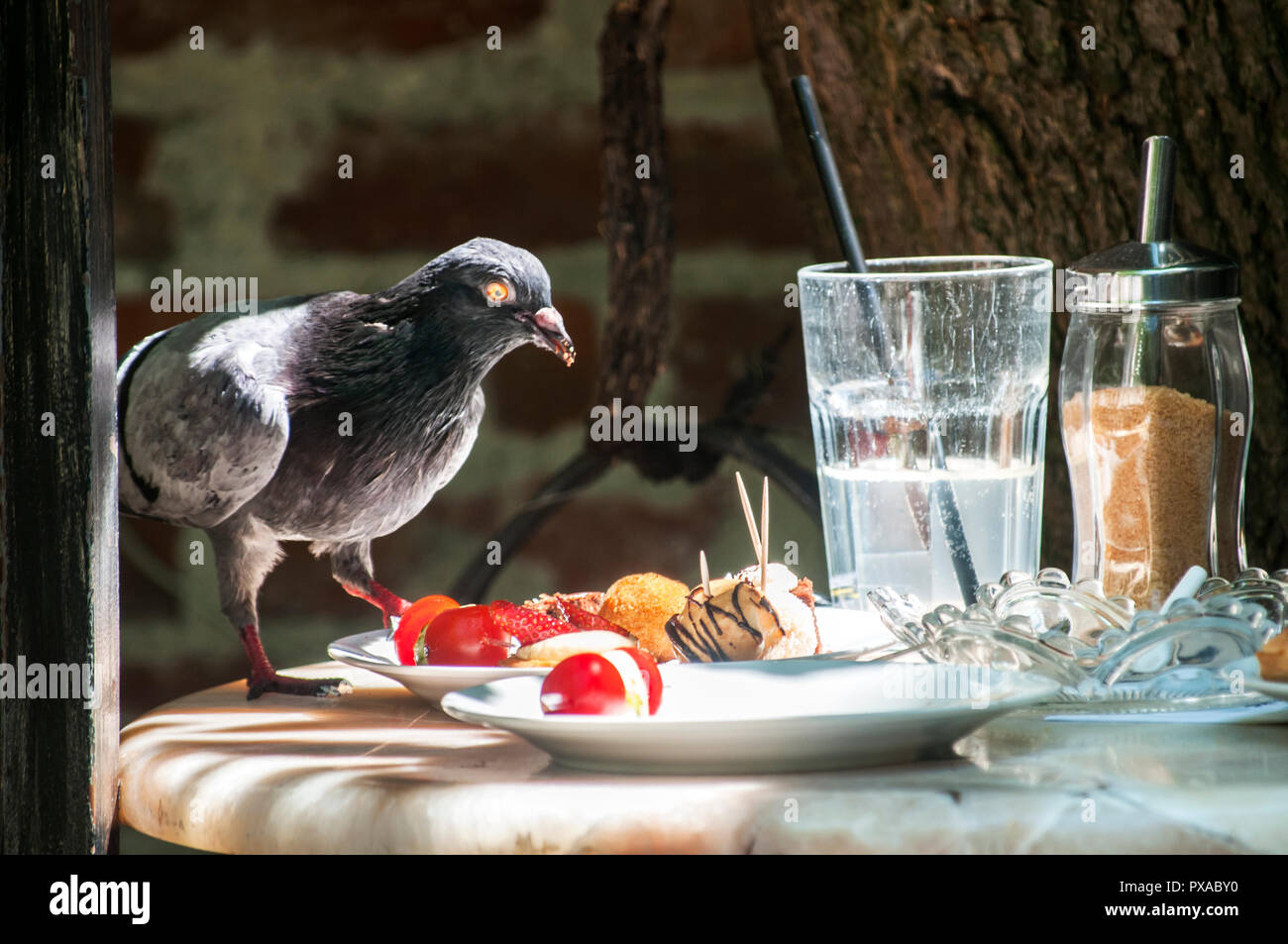 Cheeky pigeon eating food from restaurant table left over from the last ...
