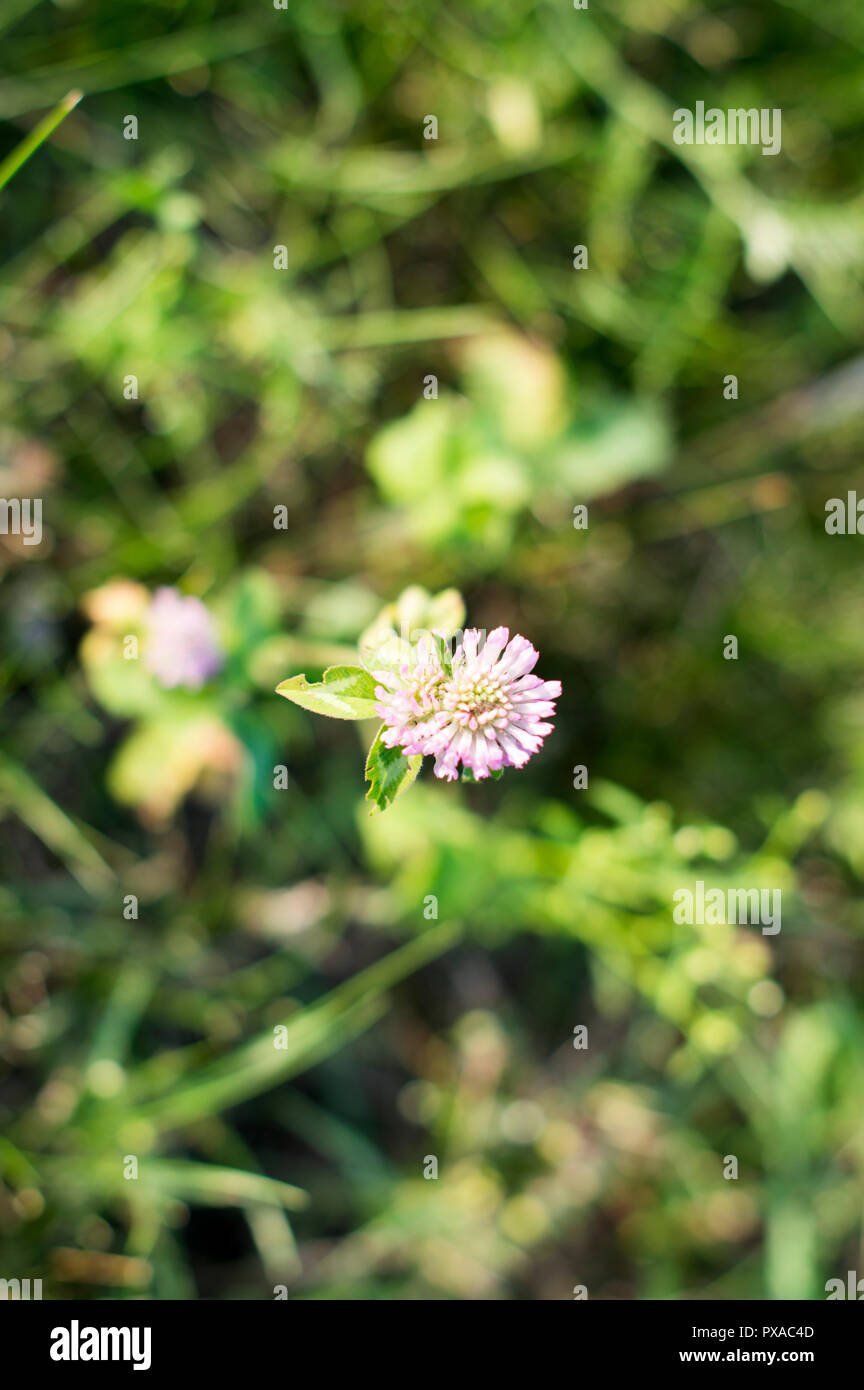 Clover texture hi-res stock photography and images - Alamy