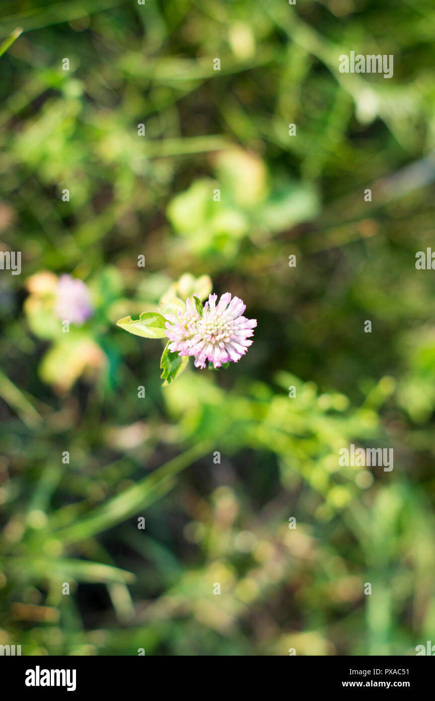 Pink Clover Flower High Resolution Stock Photography and Images - Alamy