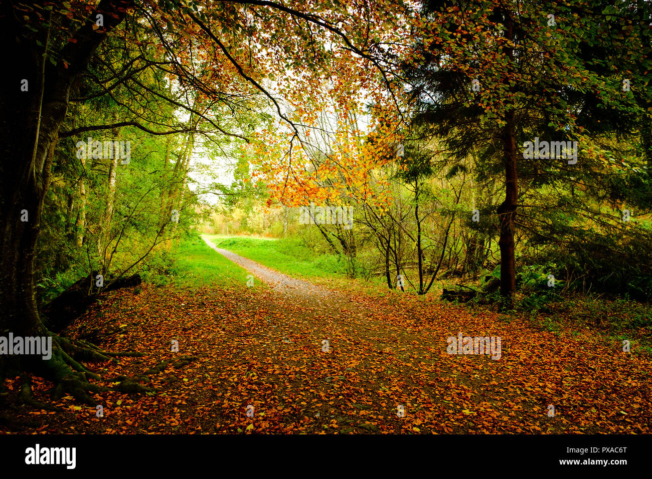 Cardrona forest hi-res stock photography and images - Alamy