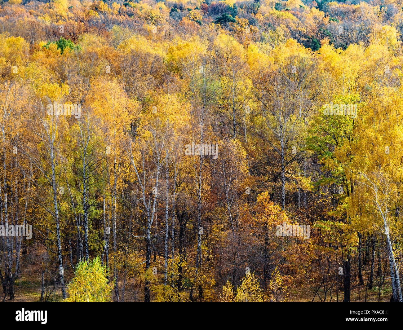 autumn background - aerial view of colorful forest in sunny october day ...
