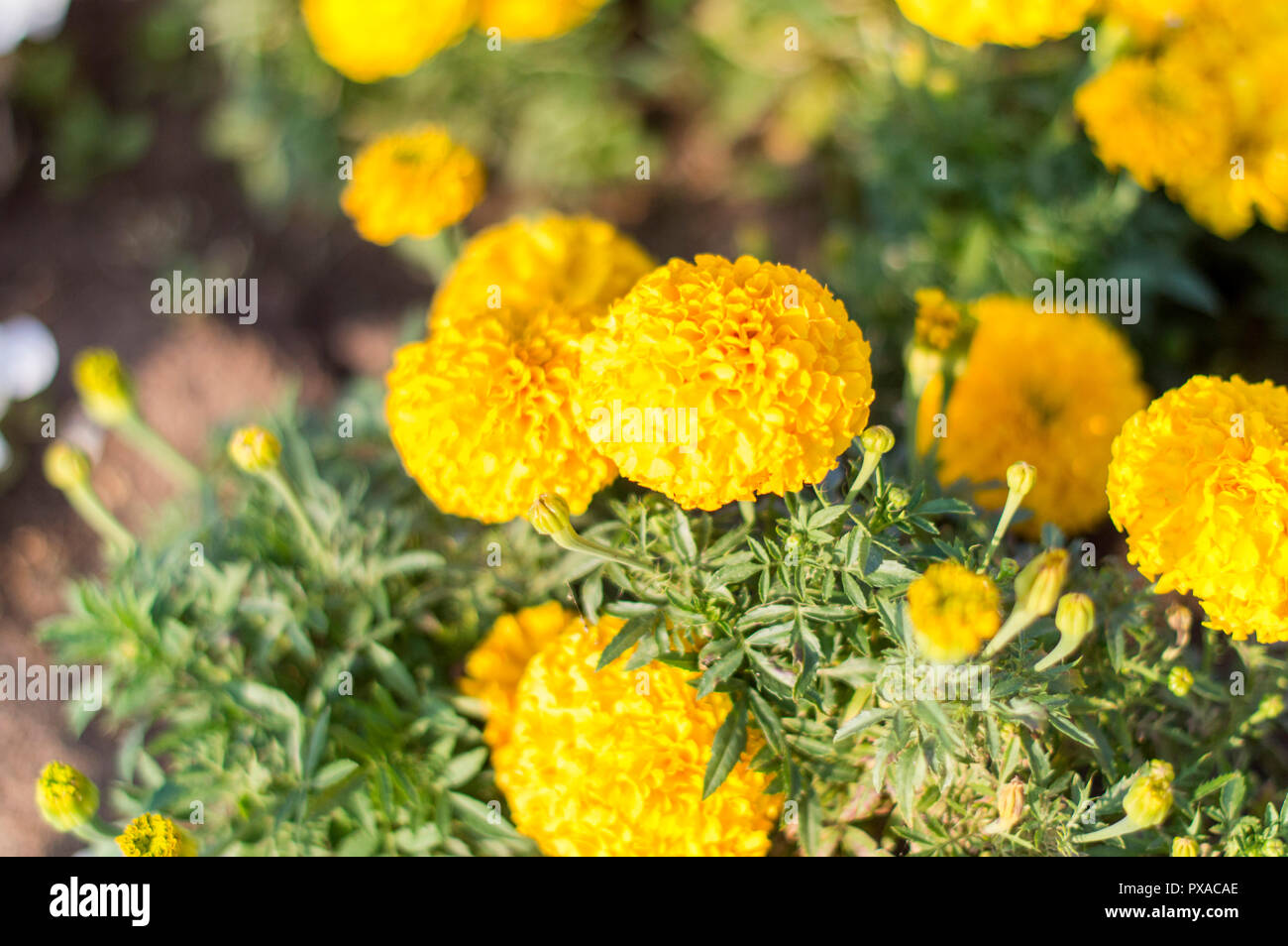 Miniature marigolds hi-res stock photography and images - Alamy