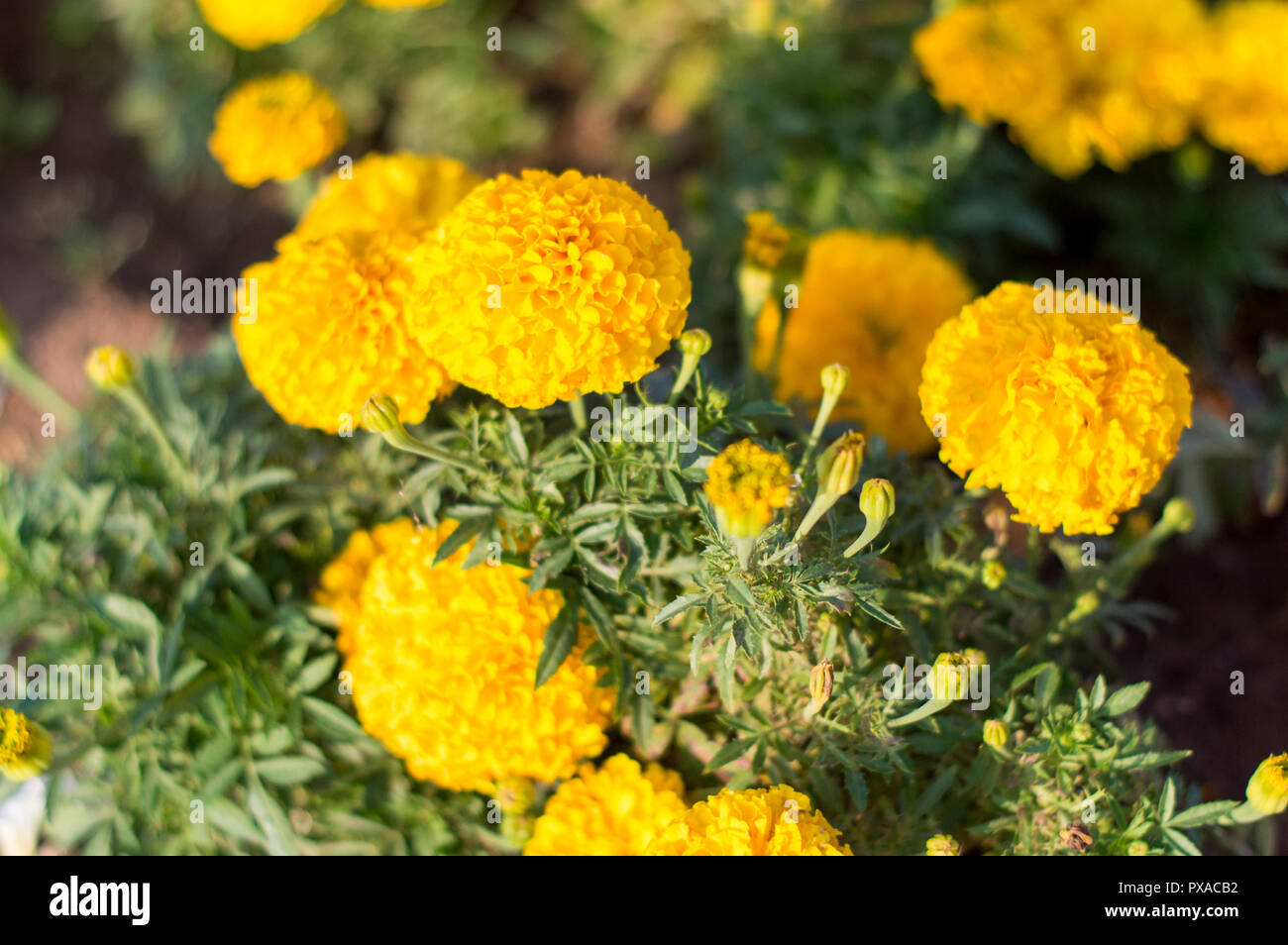 Marigolds blossoms hi-res stock photography and images - Alamy