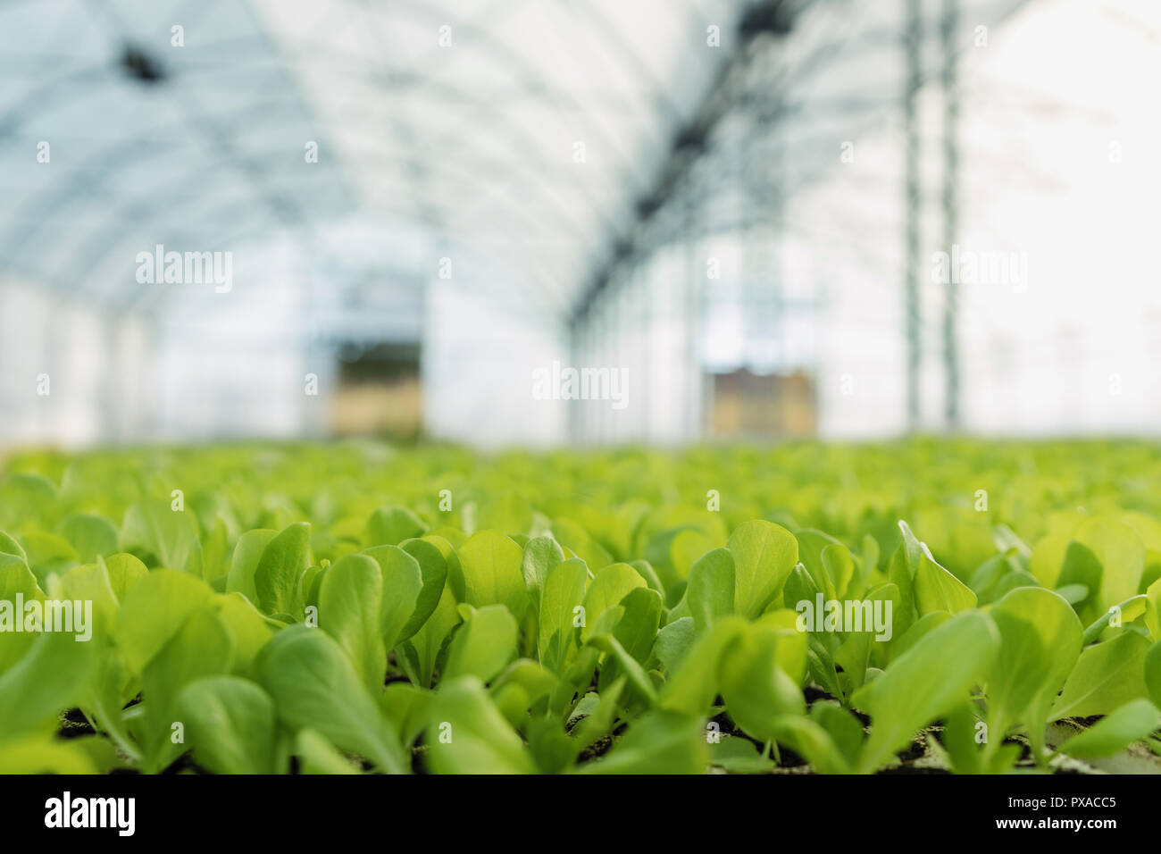 Green lettuce plants vegetable background. Lettuce farm Stock Photo - Alamy