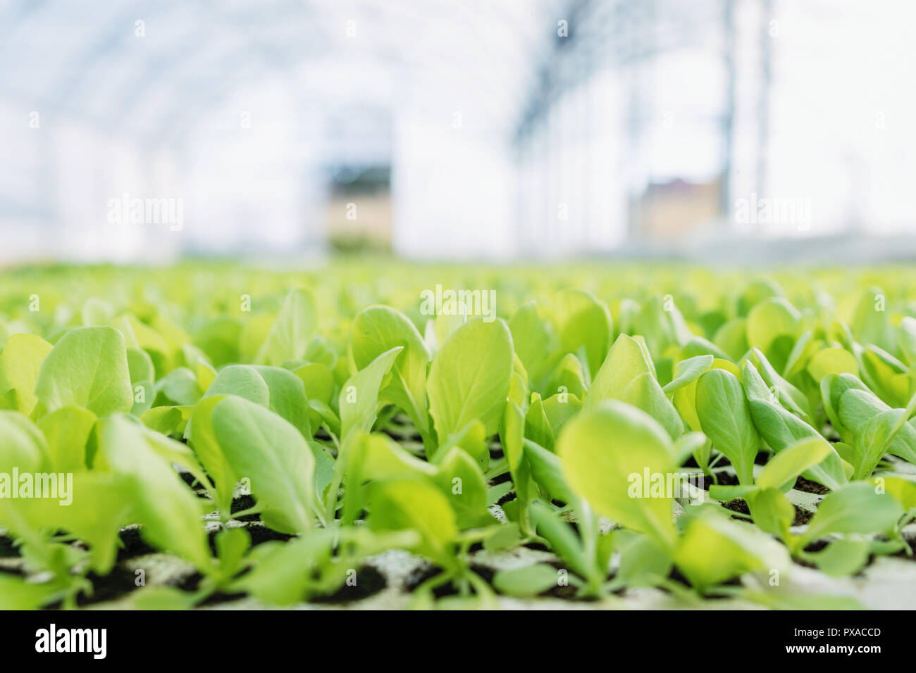 Lettuce seedlings, Green lettuce plants vegetable background. Lettuce ...