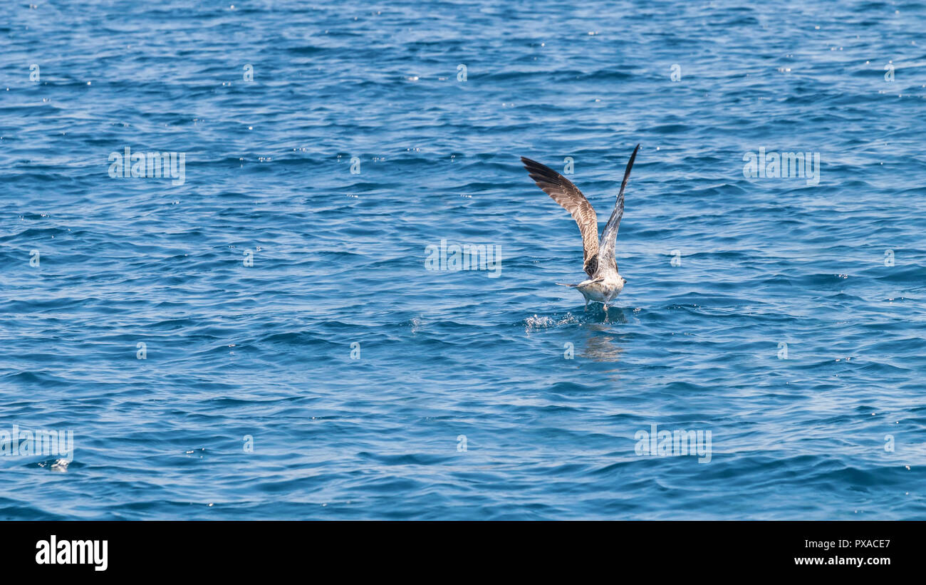 Young black backed gull in flight hi-res stock photography and images ...
