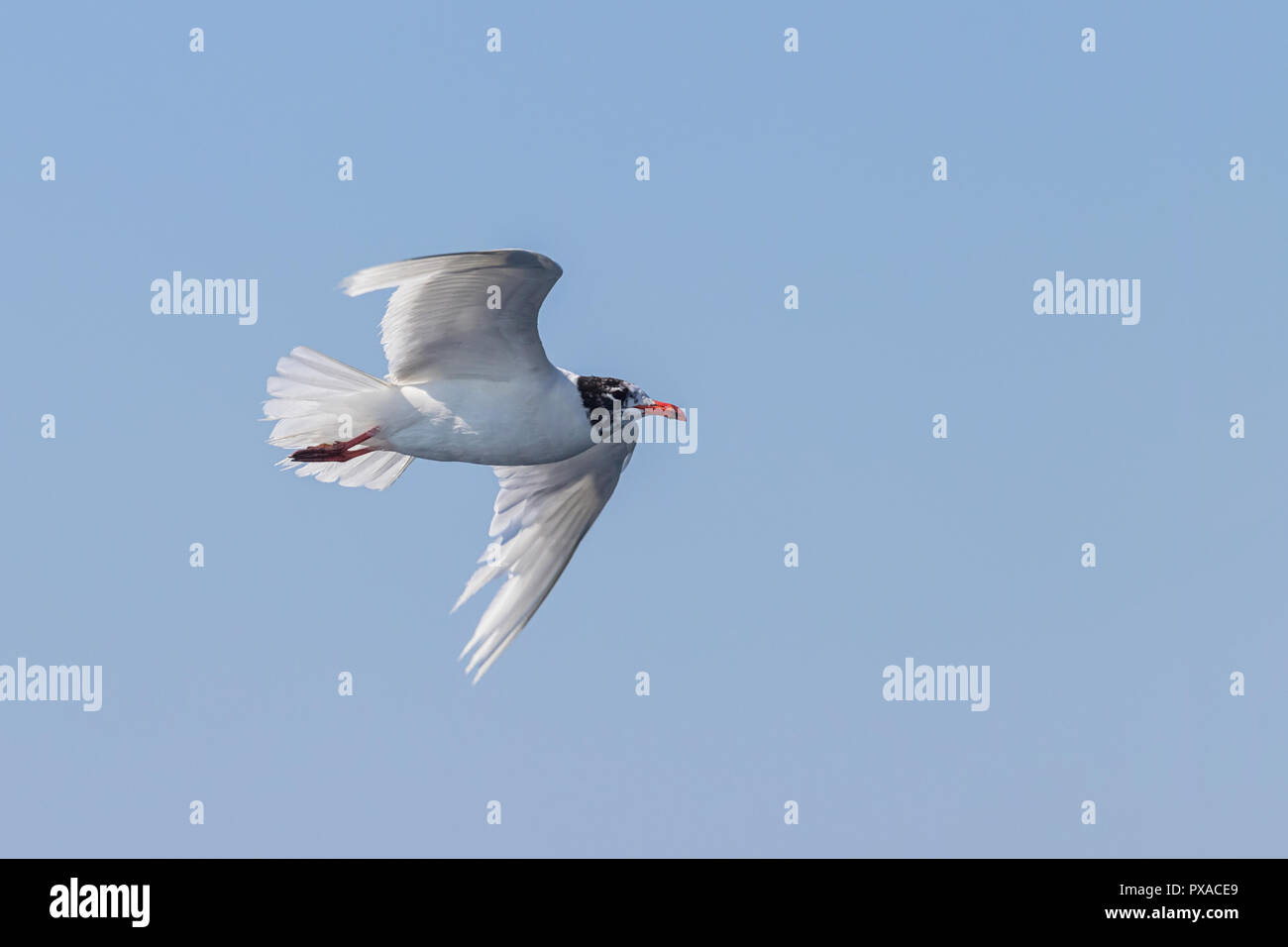 Mediterranean gull in flight over the sea Stock Photo - Alamy