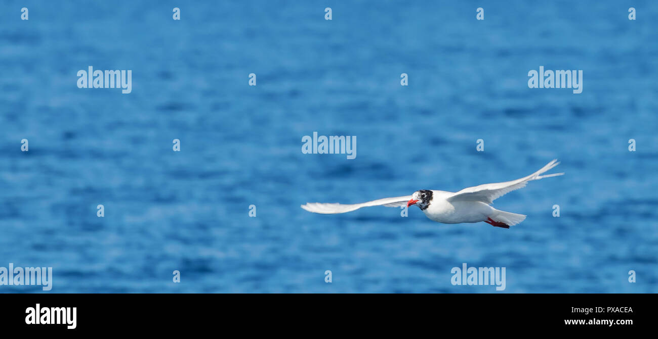 Mediterranean gull in flight over the sea Stock Photo - Alamy