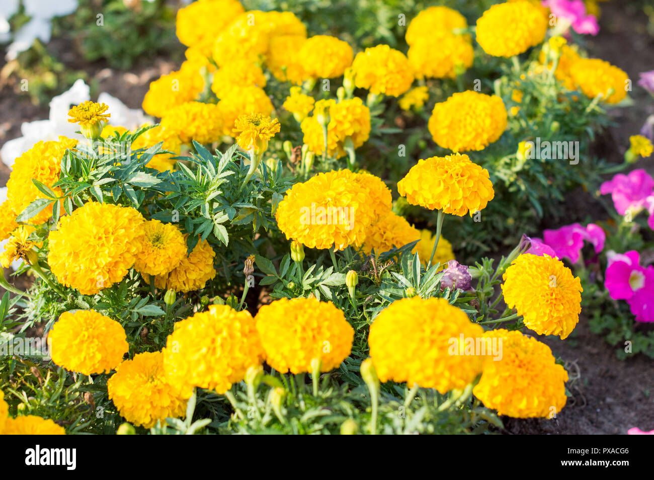 Miniature Marigolds High Resolution Stock Photography and Images - Alamy