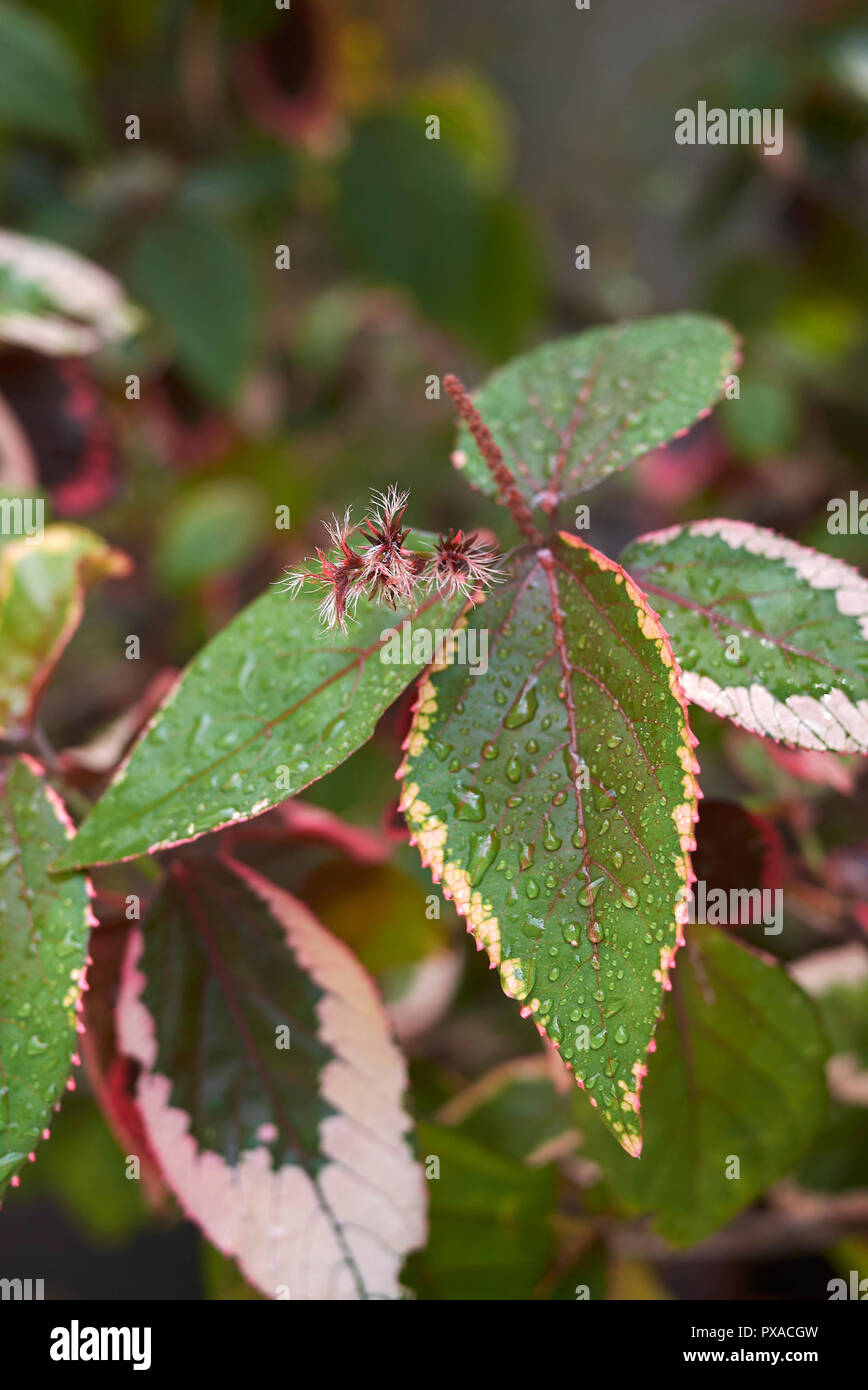 colorful leaves of Acalypha Stock Photo - Alamy