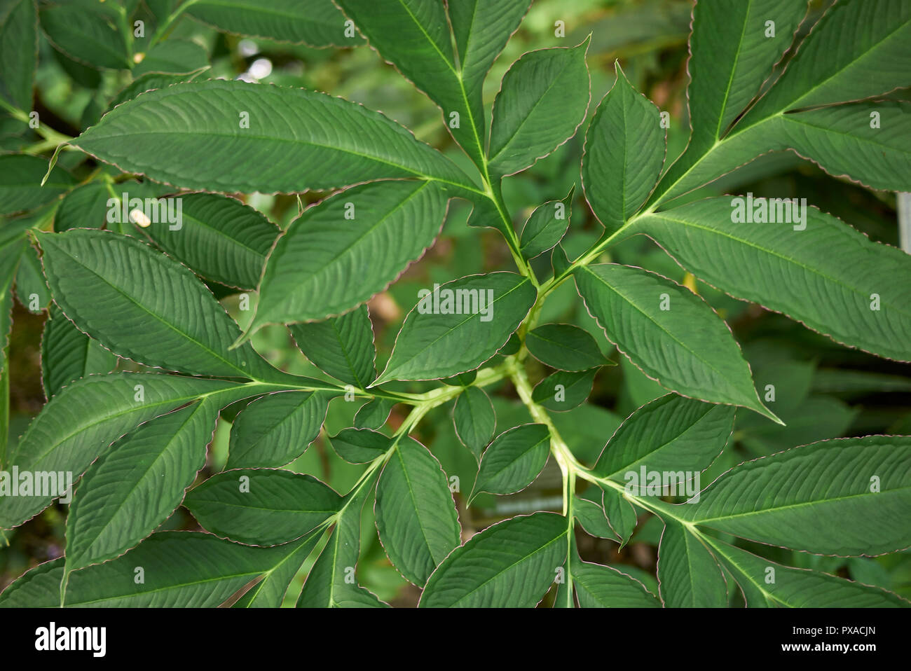 Snake palm hi-res stock photography and images - Alamy