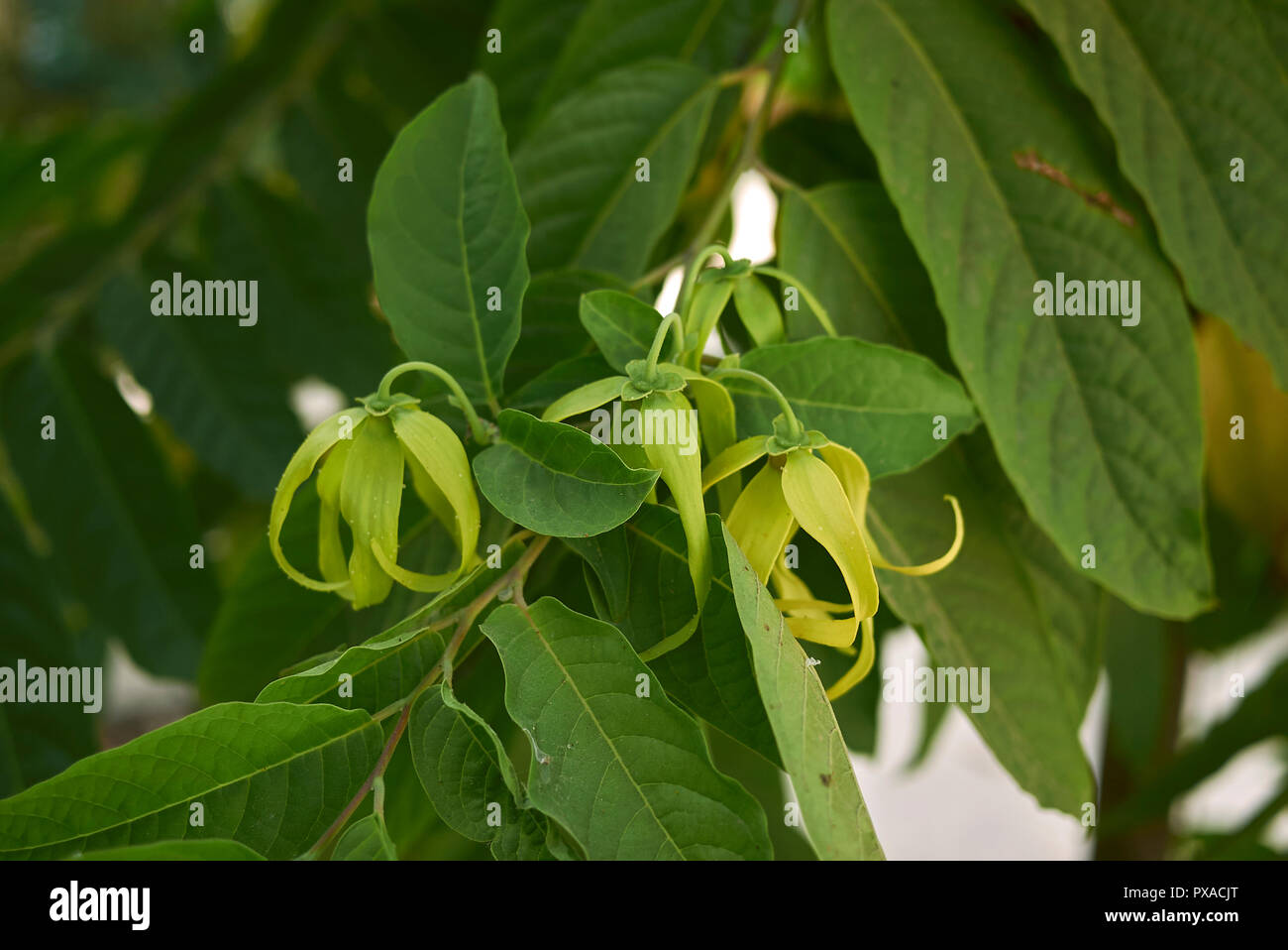 Flowers of cananga odorata hi-res stock photography and images - Alamy
