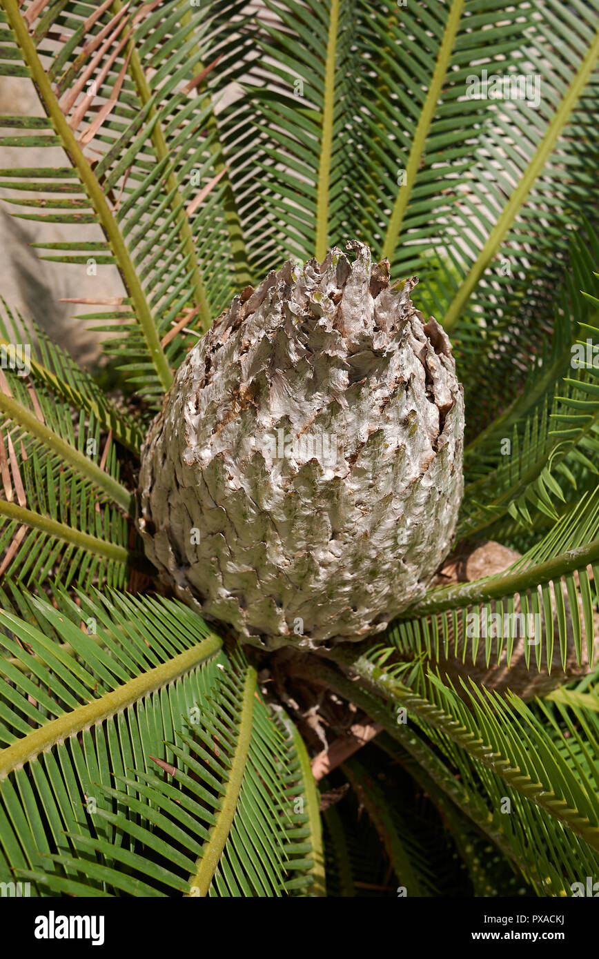 Dioon hi-res stock photography and images - Alamy