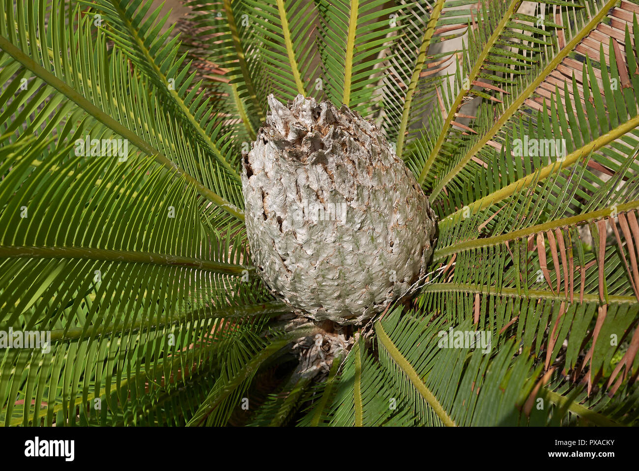 Dioon hi-res stock photography and images - Alamy