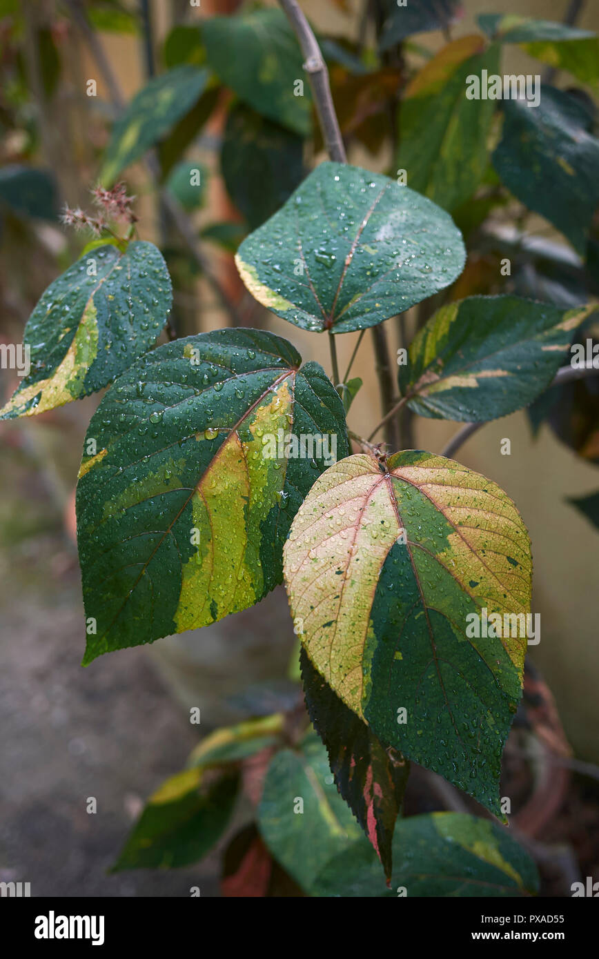 colorful leaves of Acalypha Stock Photo - Alamy