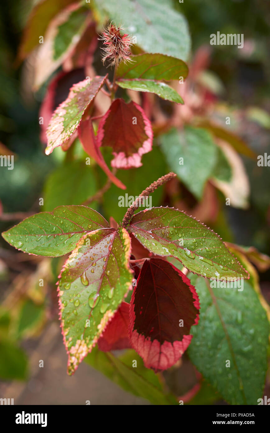 colorful leaves of Acalypha Stock Photo - Alamy