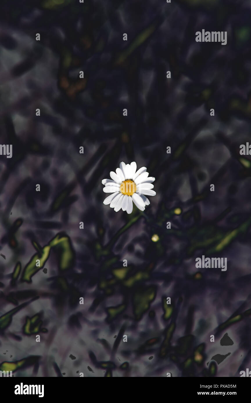 Inverted flower hi-res stock photography and images - Alamy