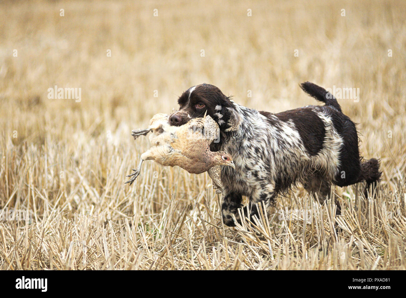 Springer Spaniel Pheasant Hunting