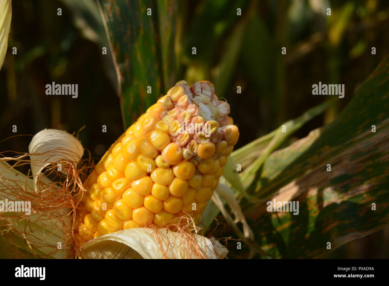Fall background corn field hi-res stock photography and images - Alamy